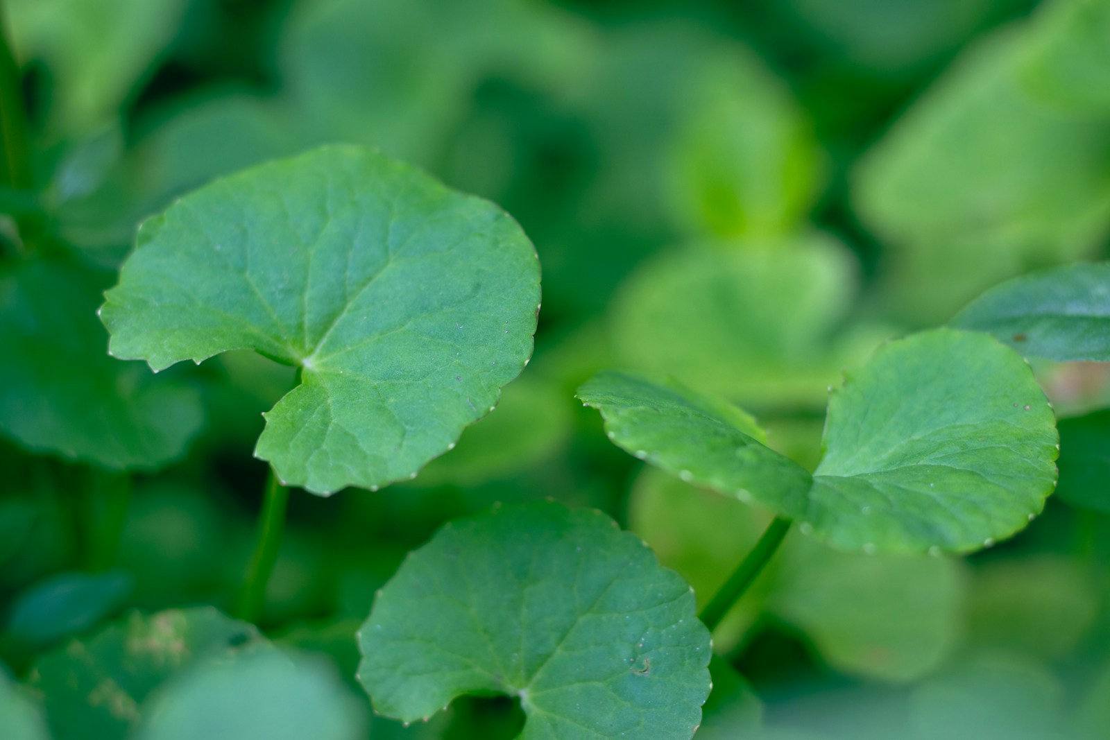 Begini Kata Ahli di Kebun Herbal Soal Cara Budi Daya Pegagan ...
